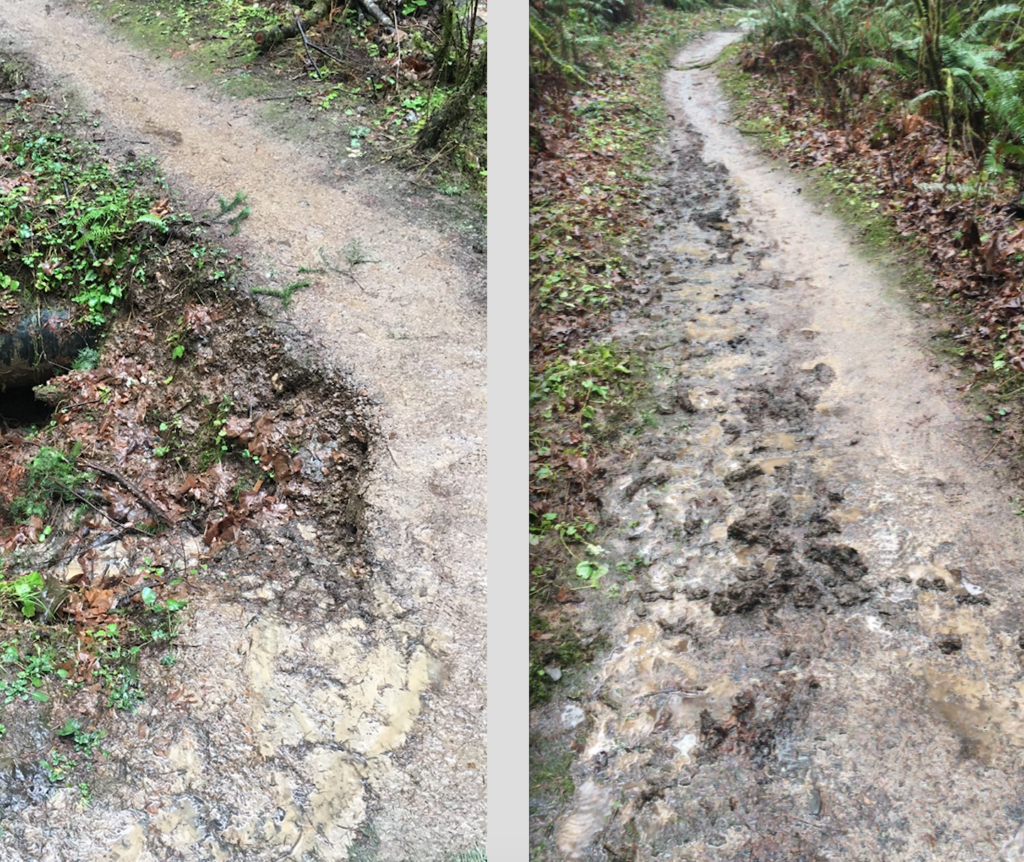 Trail Work on Wildwood: Forest Park in the Fall - Forest Park Conservancy