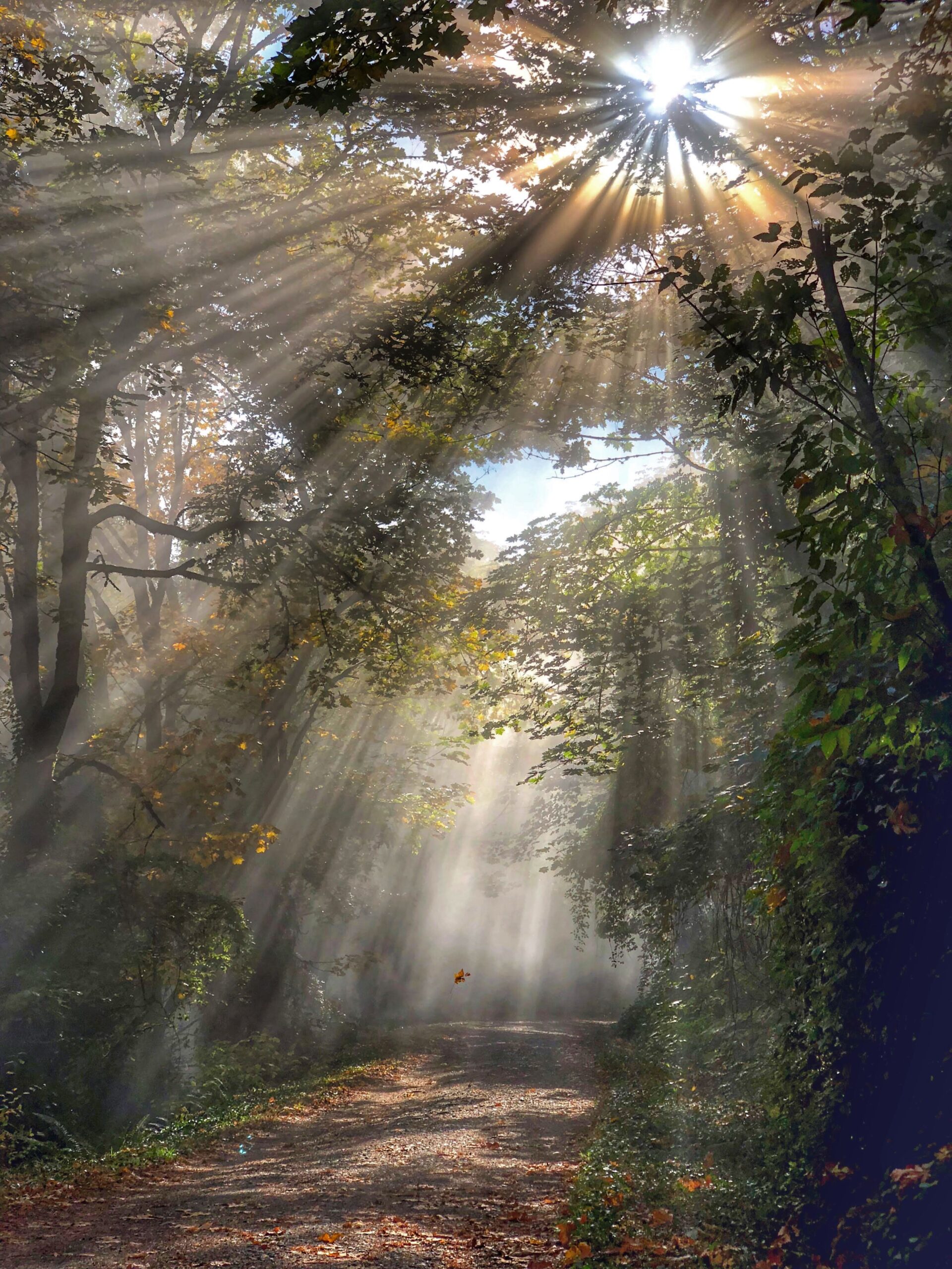 Give!Guide 2022 Wrap-Up - Forest Park Conservancy